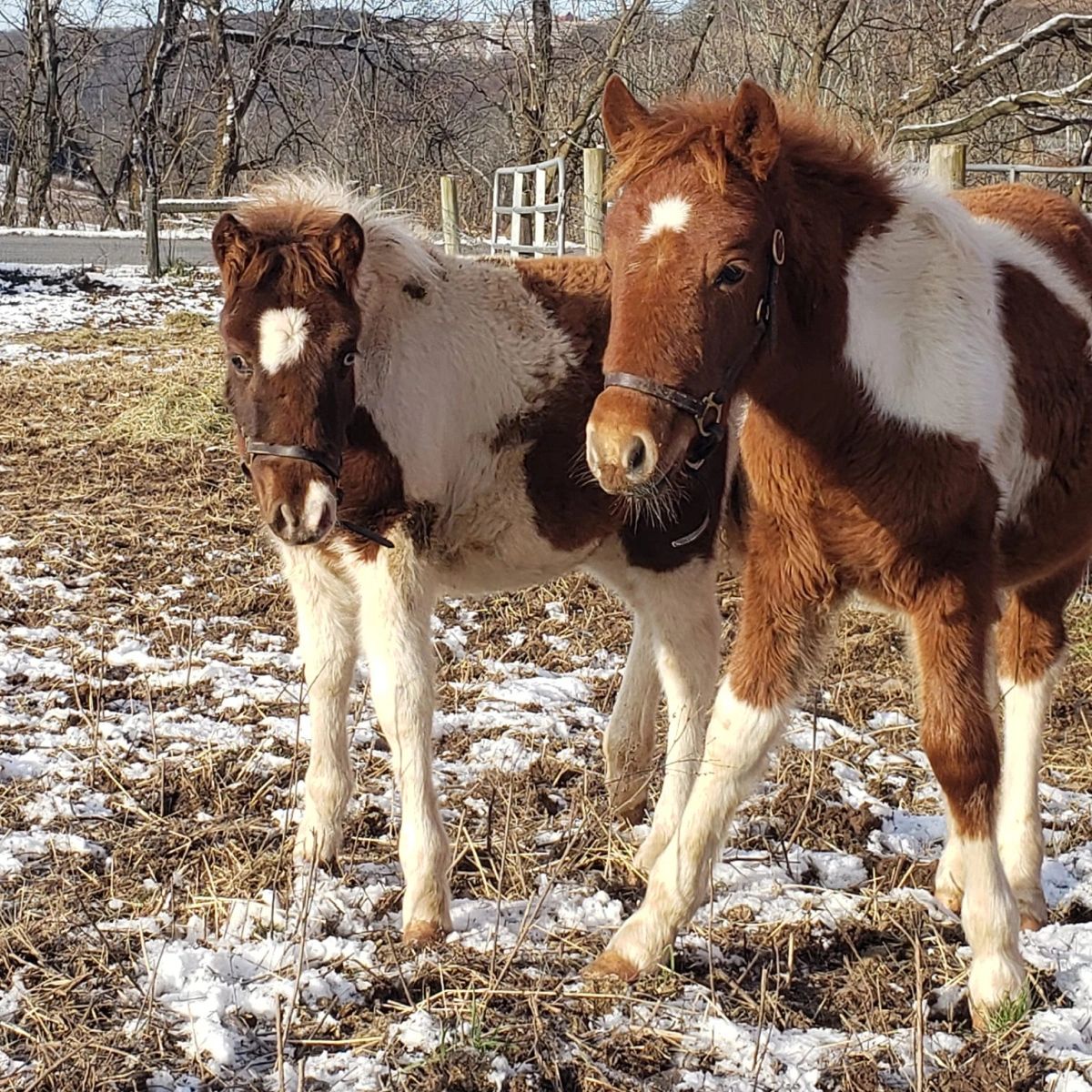 Chapter 3: Four Weeks in Pony Kindergarten (by Poppy)