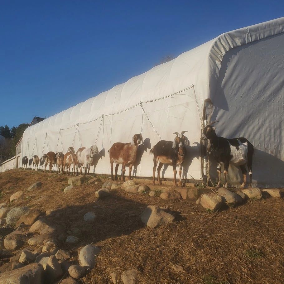 Silver Tree Farm