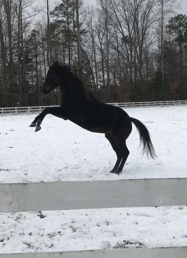 Gallery | Dreaming Tree Farms