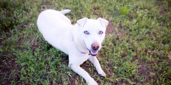 Who We Are | Dreaming Tree Farms