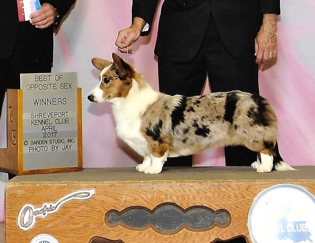Current Dogs | Cajun Cardigans - Cardigan Welsh Corgis