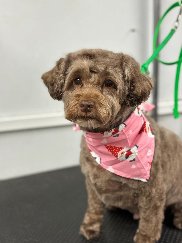 Mobile Dog Grooming Near Me - Coat of Many Colors Mobile Dog Grooming