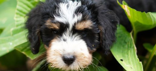 Midwest Doodles - Available Puppies, Mini Bernedoodles Missouri
