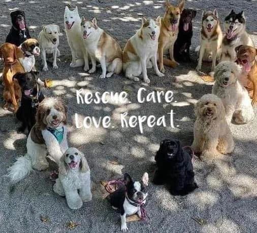 Dog Rescue and Resources for Pet Owners. - upsydogsy Canine Rescue