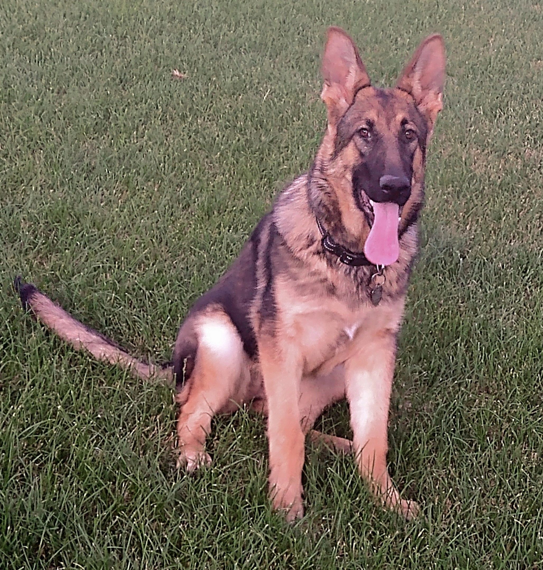 Family German Shepherds