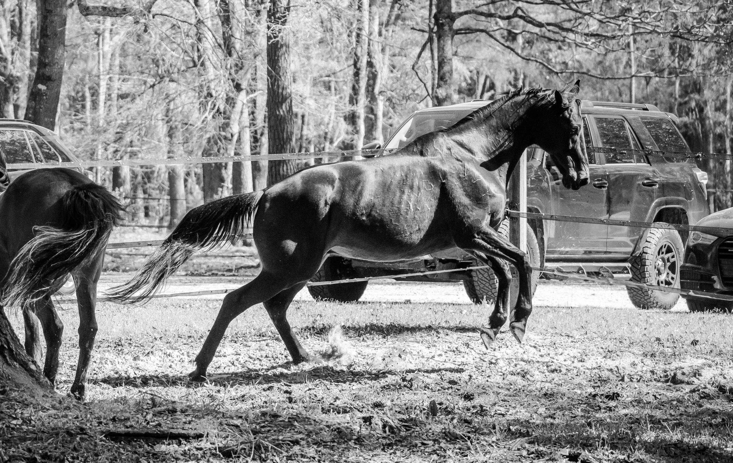 Rocinante Equine