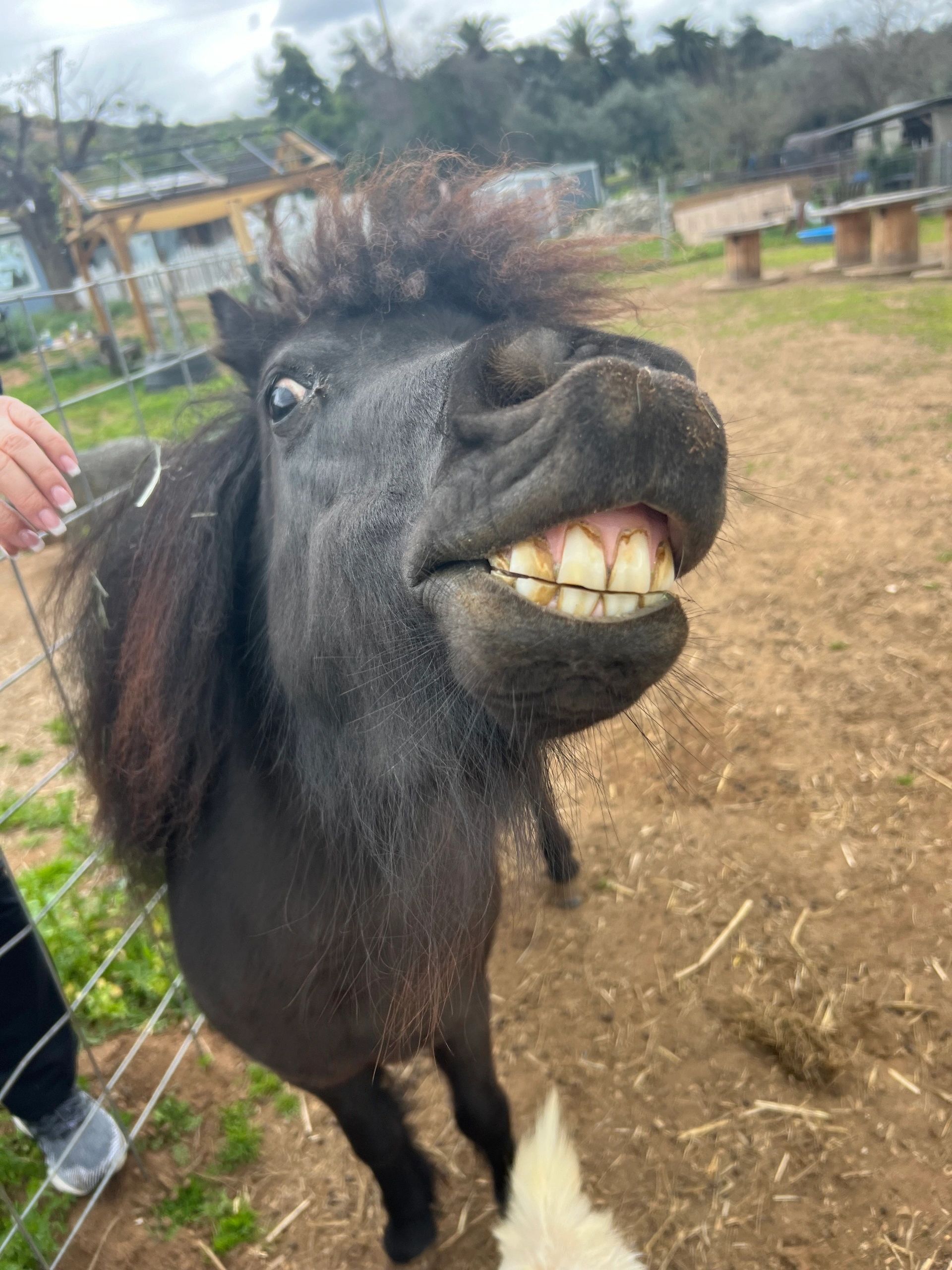 heartsandhooveshaven.com