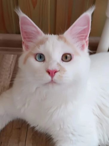 Zia Maine Coons of New Mexico - Maine Coons Kittens, Maine Coon Kittens ...