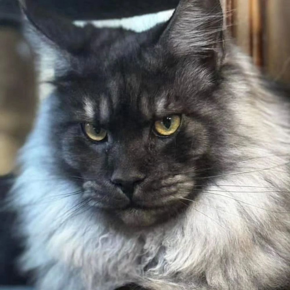 Zia Maine Coons of New Mexico - Maine Coons Kittens, Maine Coon Kittens ...