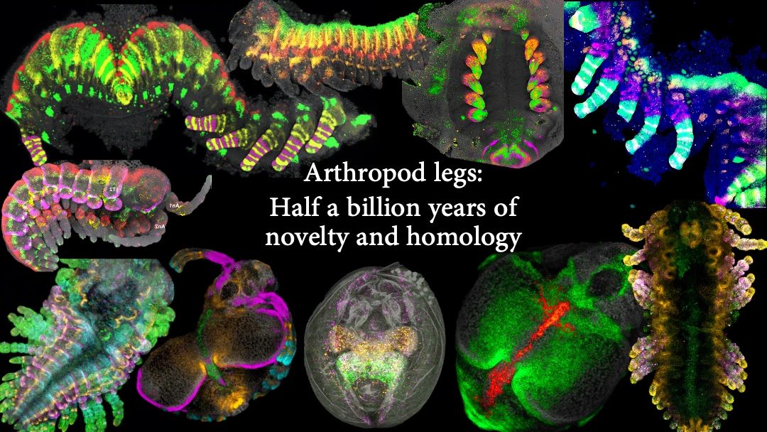Arthropod Legs
