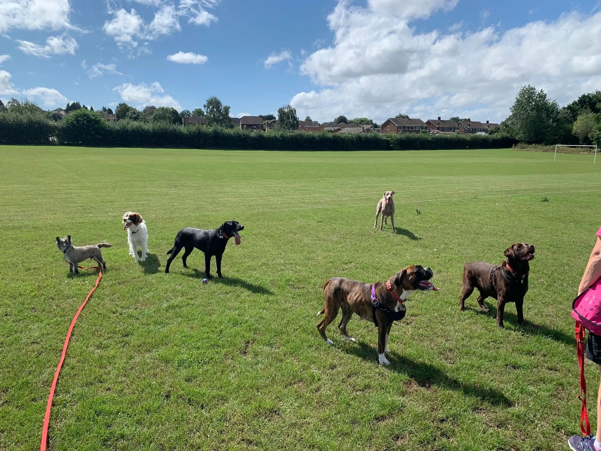 WAGS of Maidstone - Dog Walking, Dog Grooming, Doggy Daycare