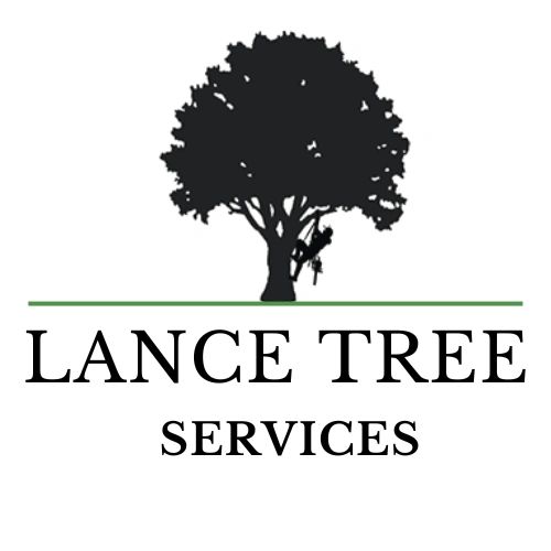 Ottawa’s Removal Tree Experts