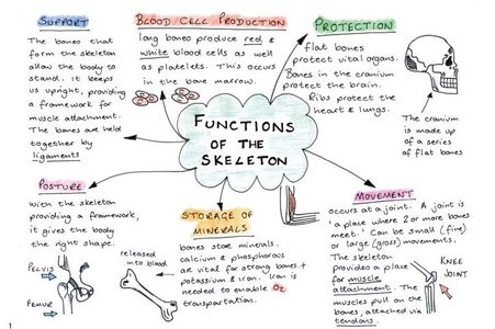 GCSE Simplified - Physical Education, Gcse, Pe