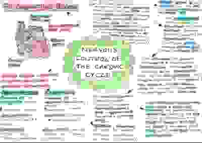 BTEC Sport L3 | GCSE Simplified