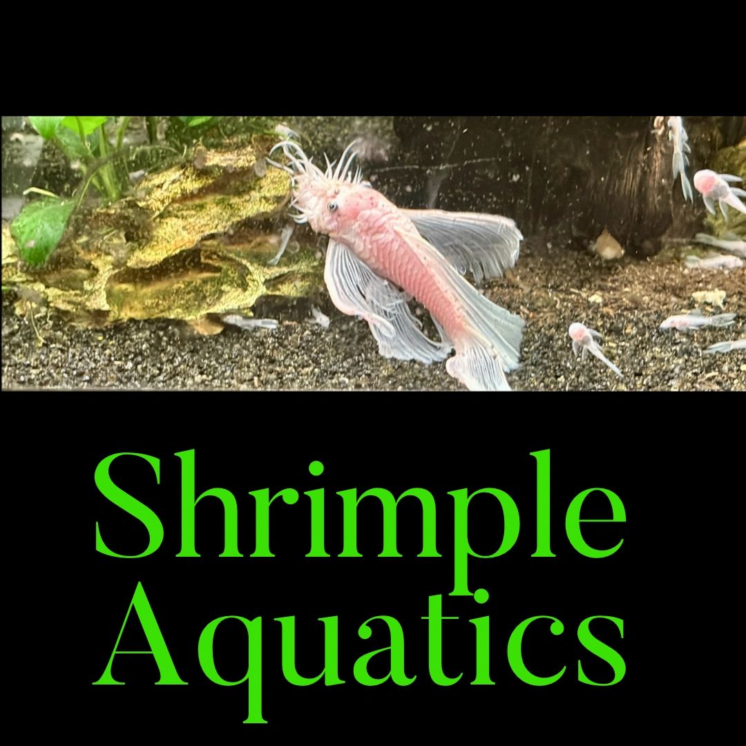 Shrimple Aquatics