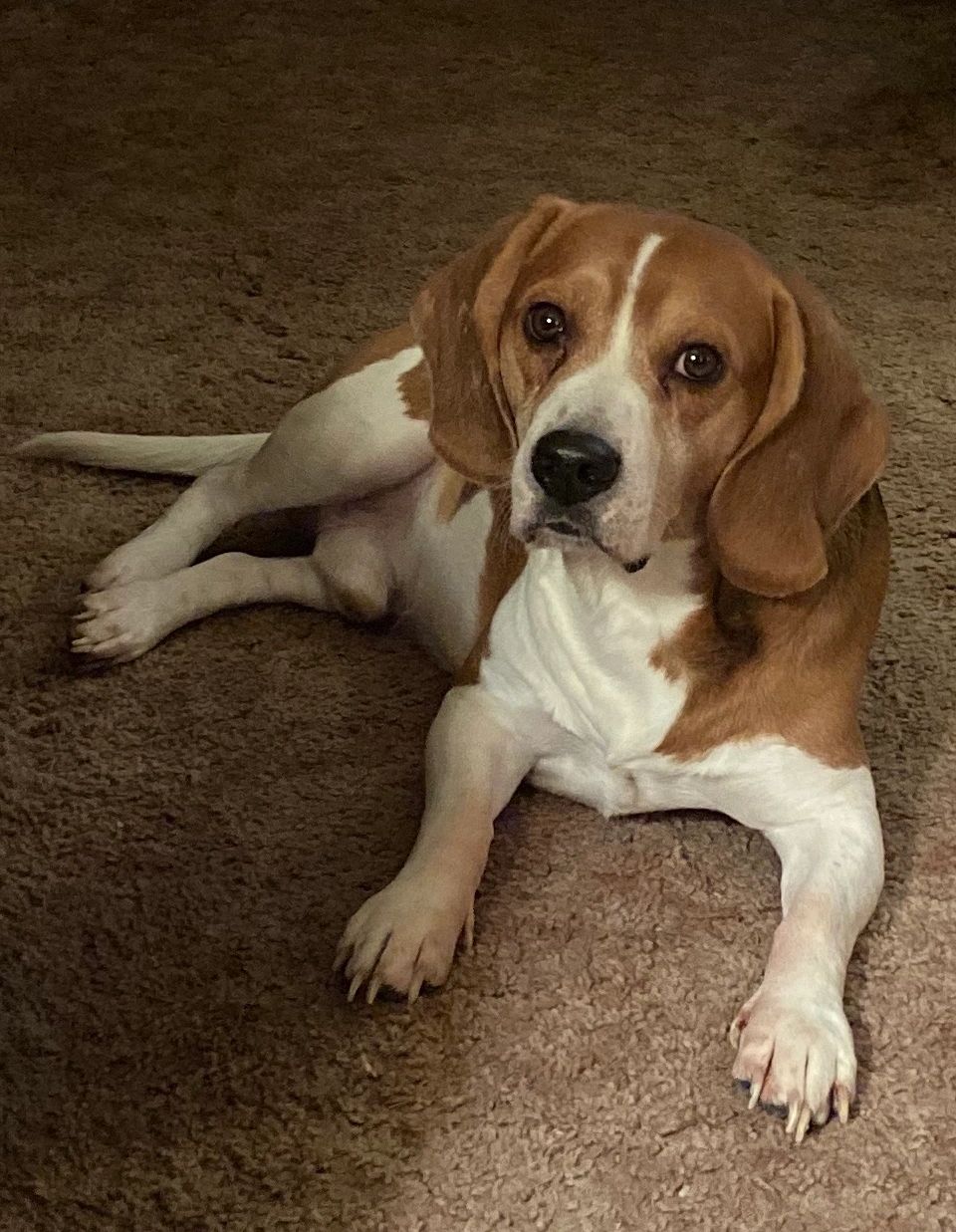 Rock Canyon Beagles