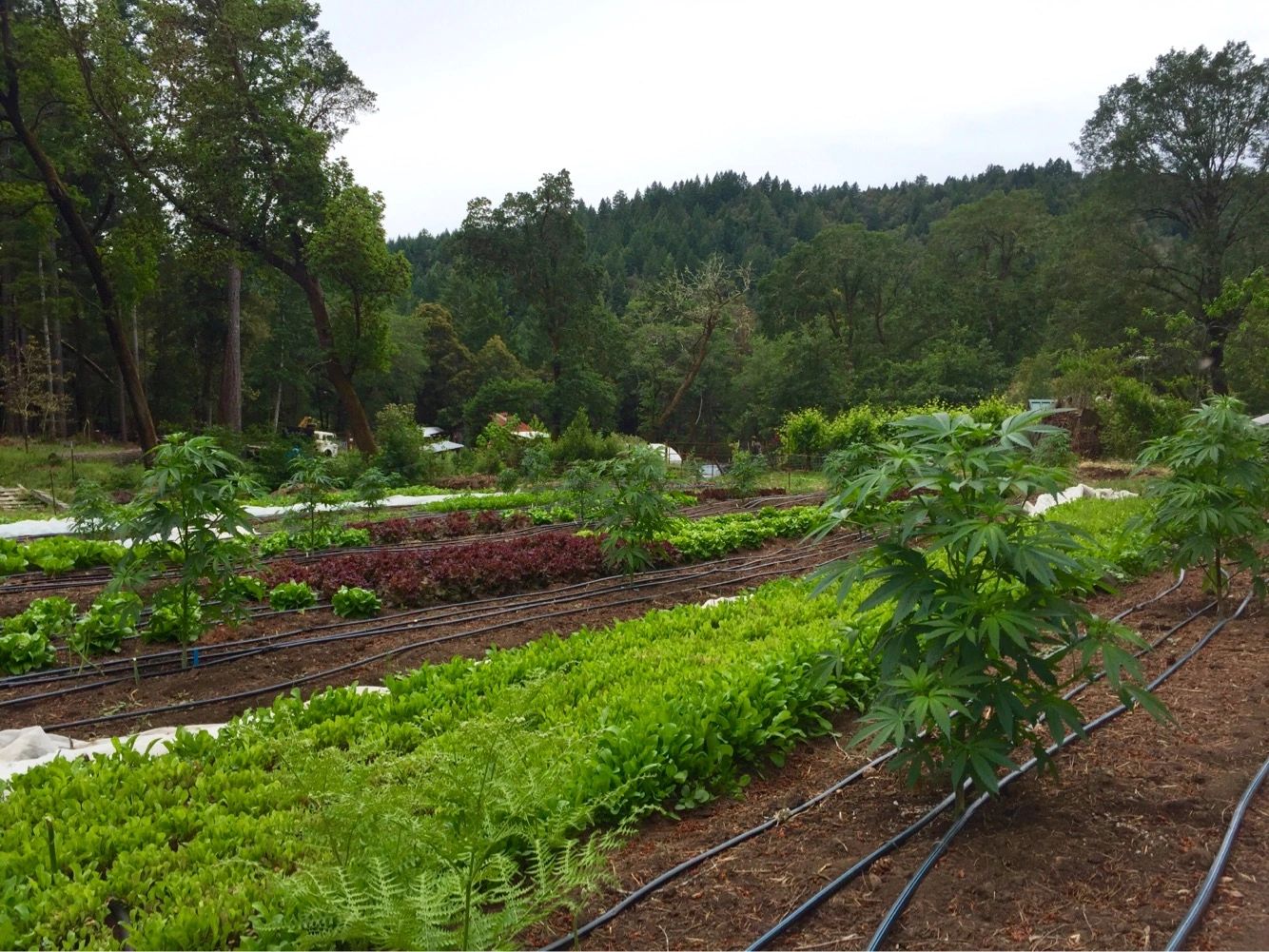 Briceland Forest Farm