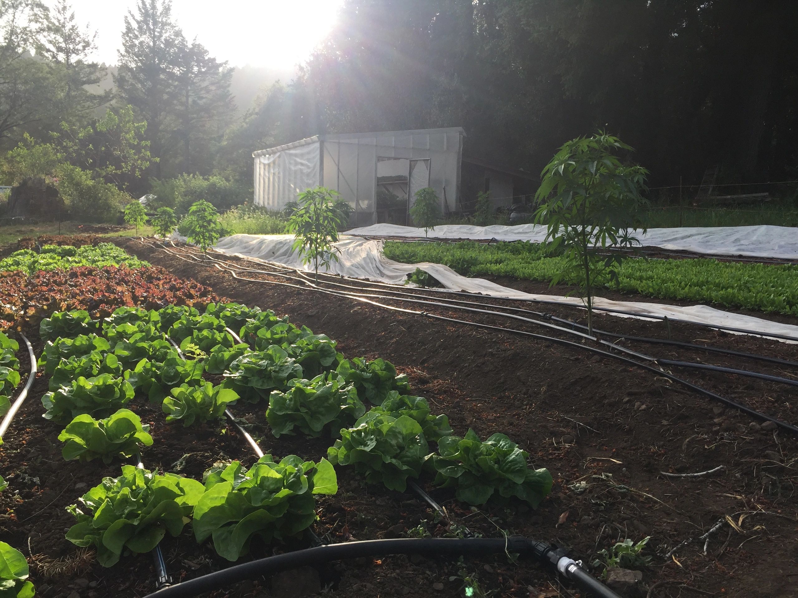 Varieties | Briceland Forest Farm