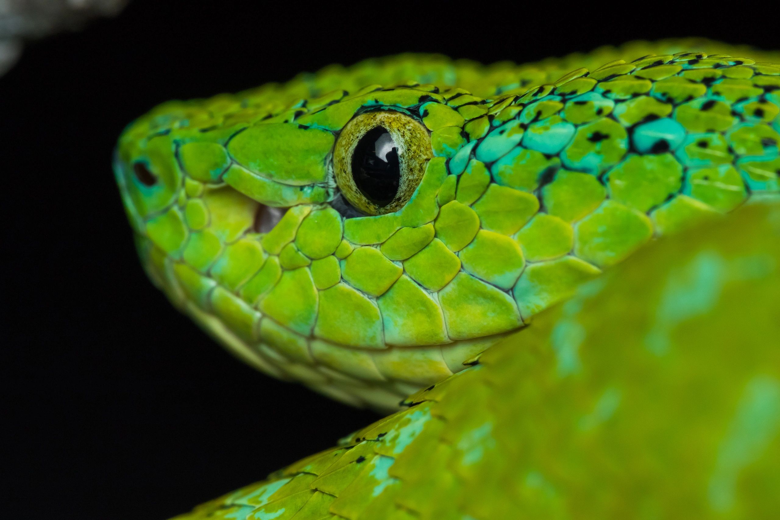 Visit the Reptile Preservation Institute a 501c3 Reptile Zoo and Learn ...