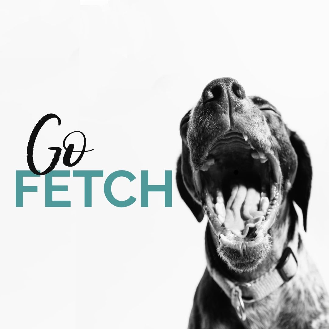 Go Fetch Philly - Dog Daycare, Dog Boarding