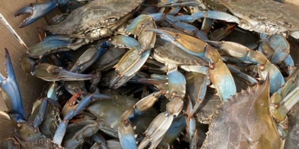 Northern Neck Oyster Company