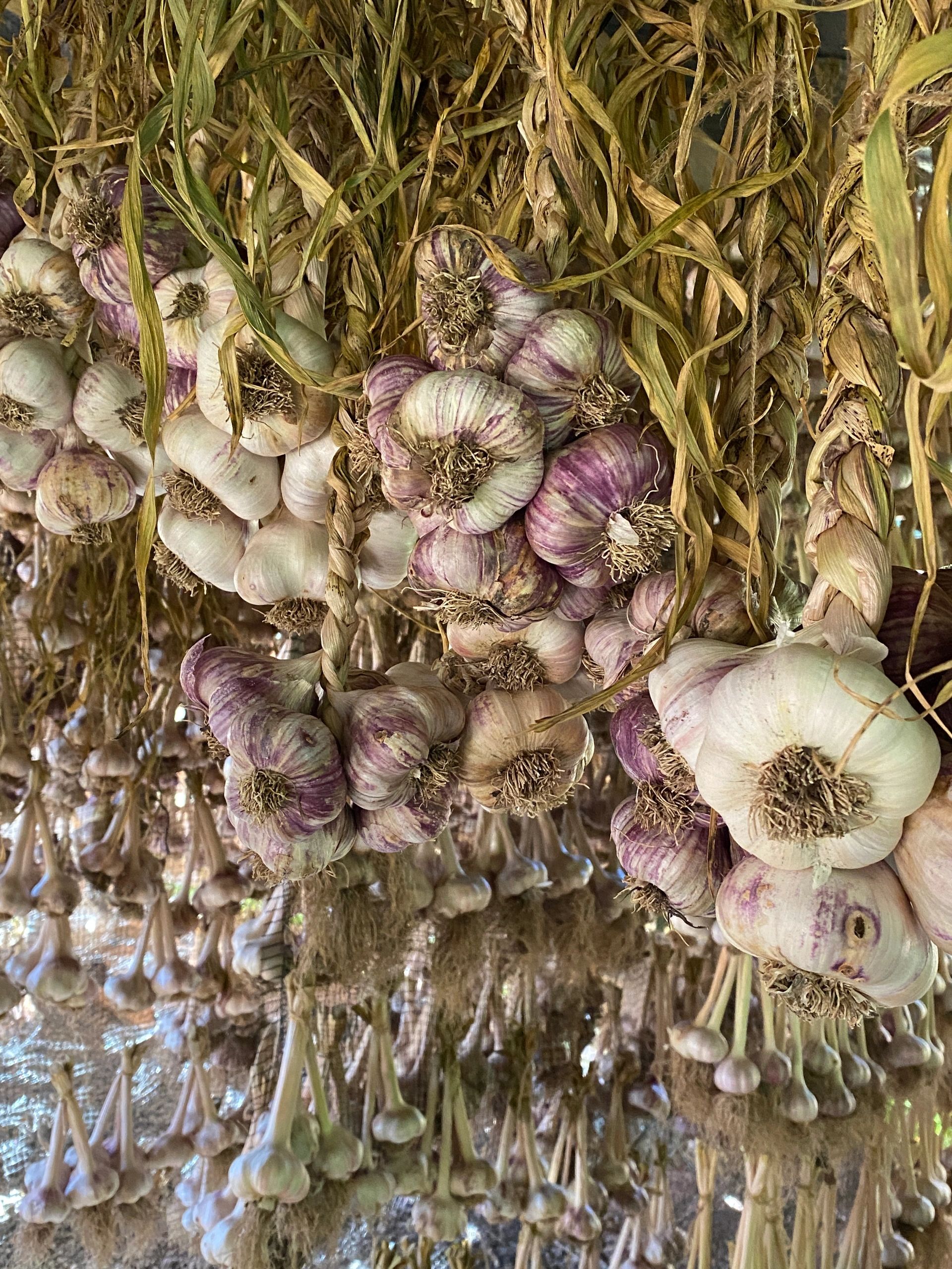 Discover Quality Welsh Garlics at Nant Helyg Farm
