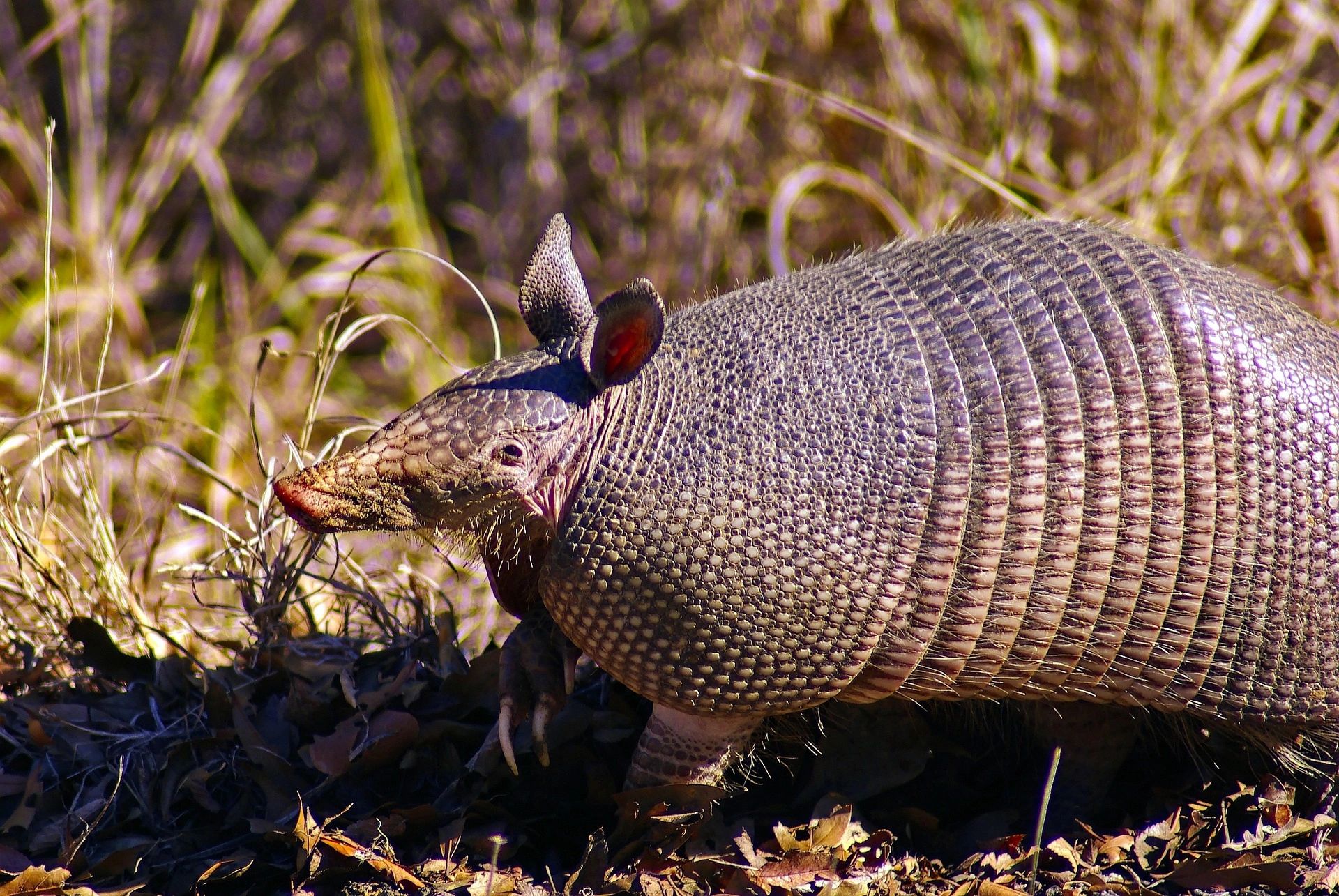 Your Armadillo Solution Awaits - The Armadillo Trap, LLC.