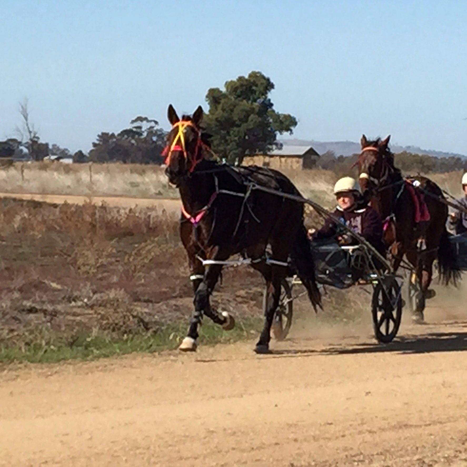 Trot Pace