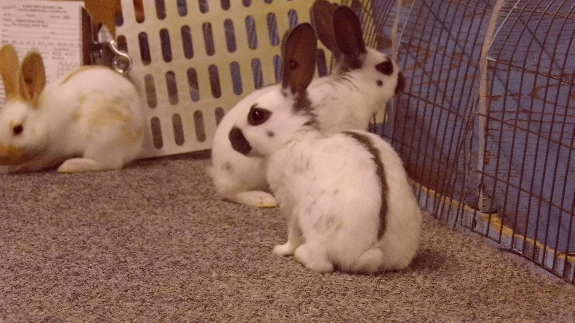 About HTRC | High Time Rabbit Club