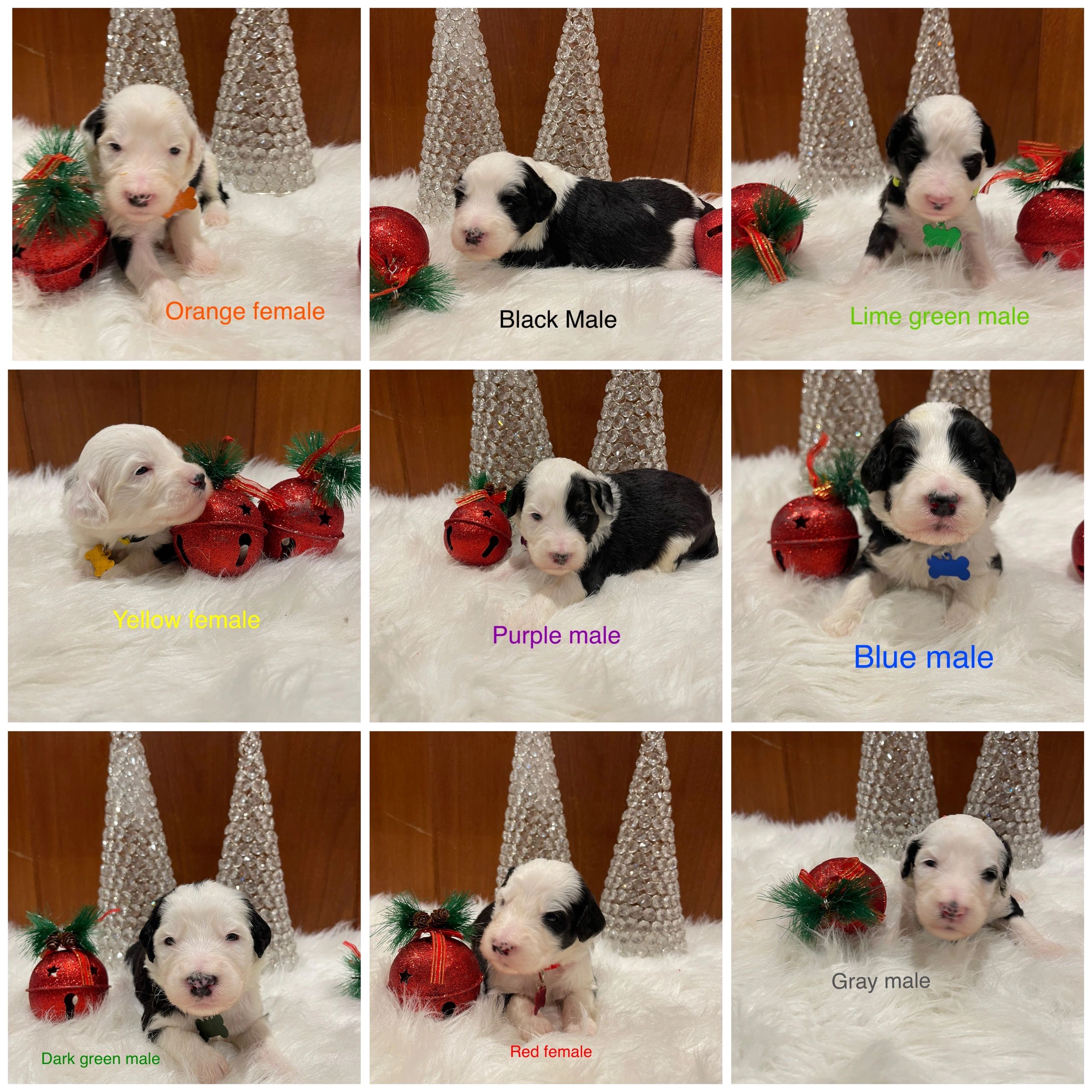 Sheepadoodle Puppies for Sale - Luvmydoodle