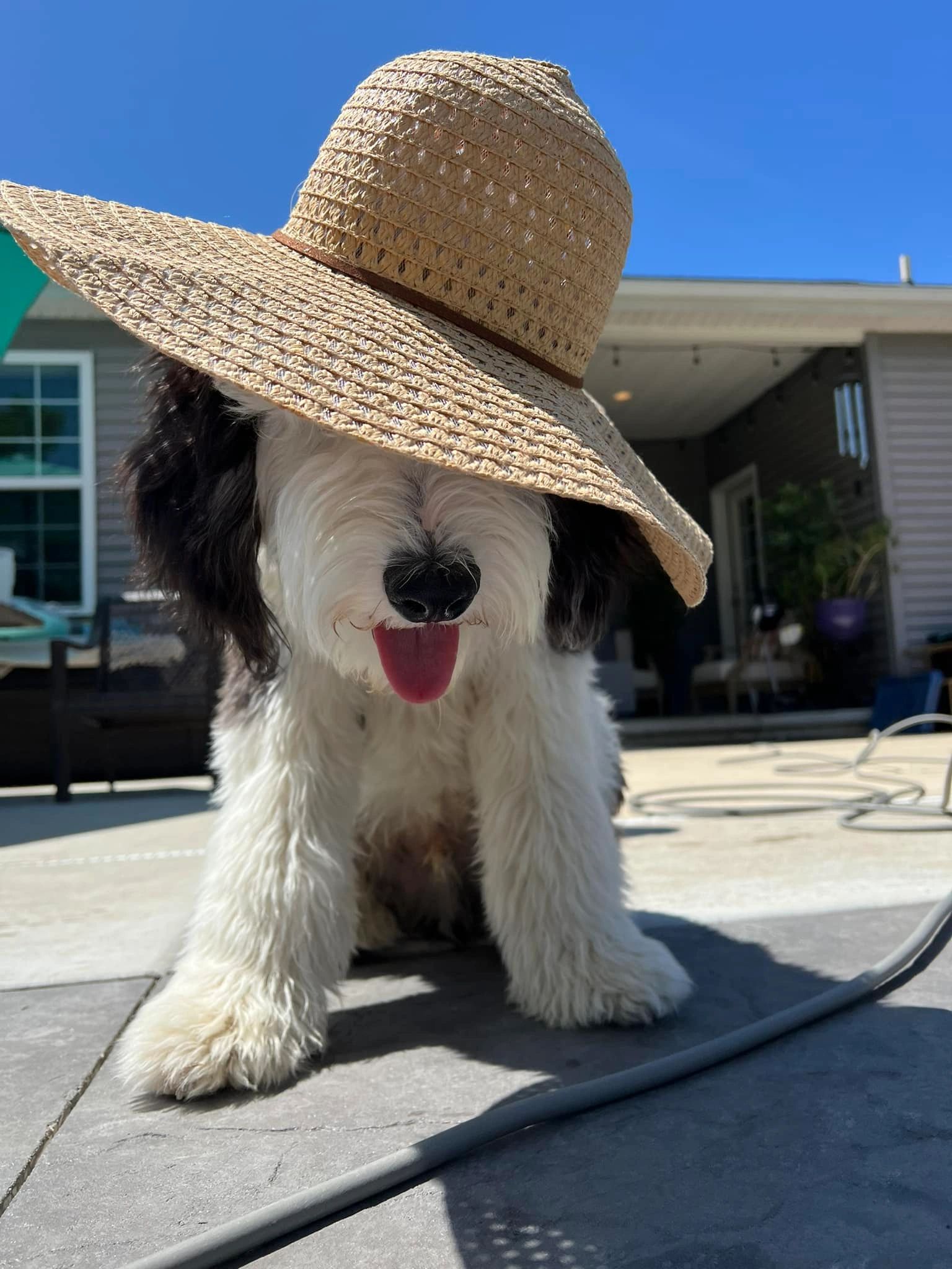 Home [luvmydoodle.com]