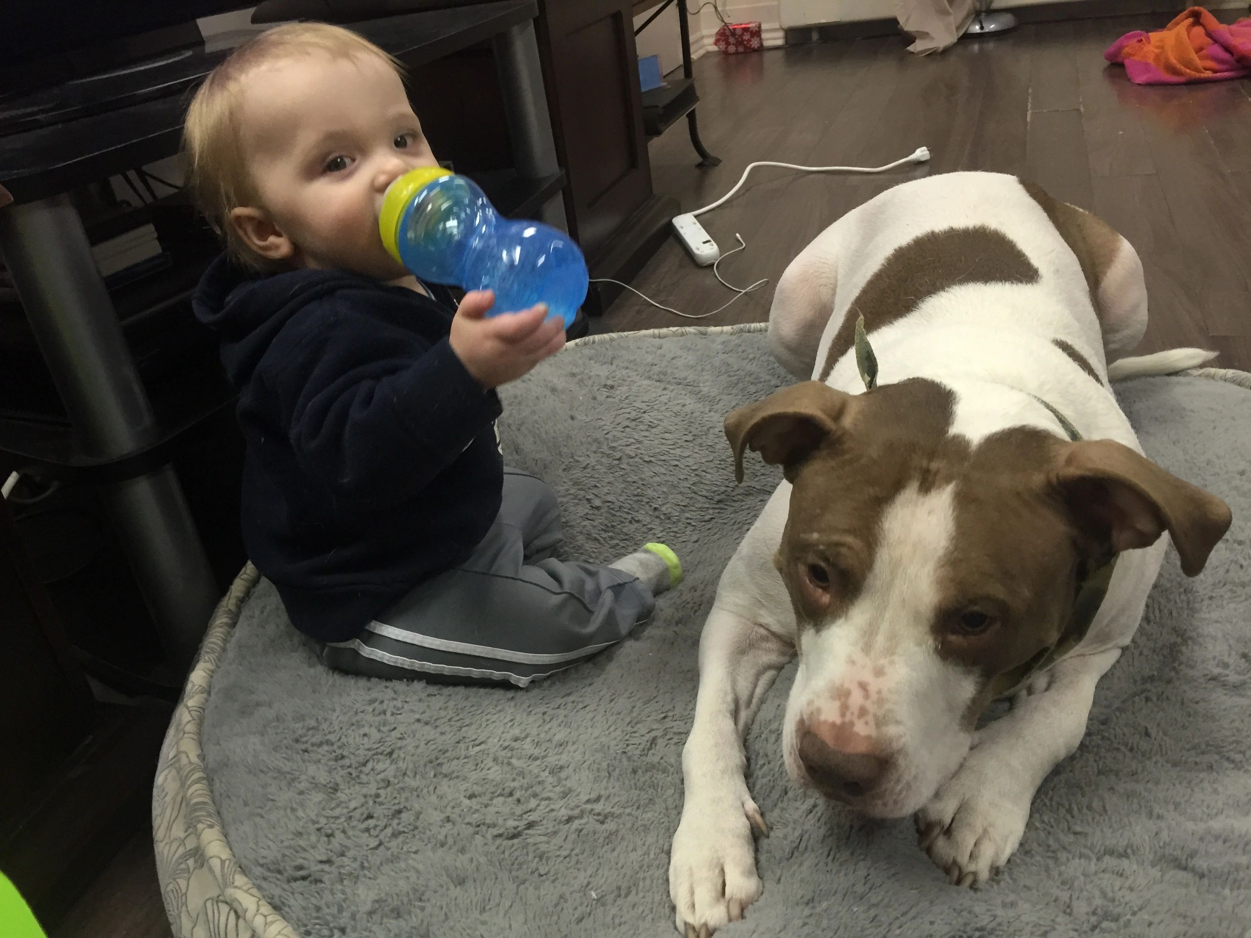 A Dog Is Training For Baby