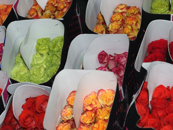 Mikicava Floral Farms - Roses From Ecuador - Quito, Pichincha