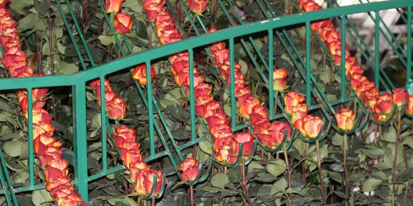 Mikicava Floral Farms - Roses From Ecuador - Quito, Pichincha