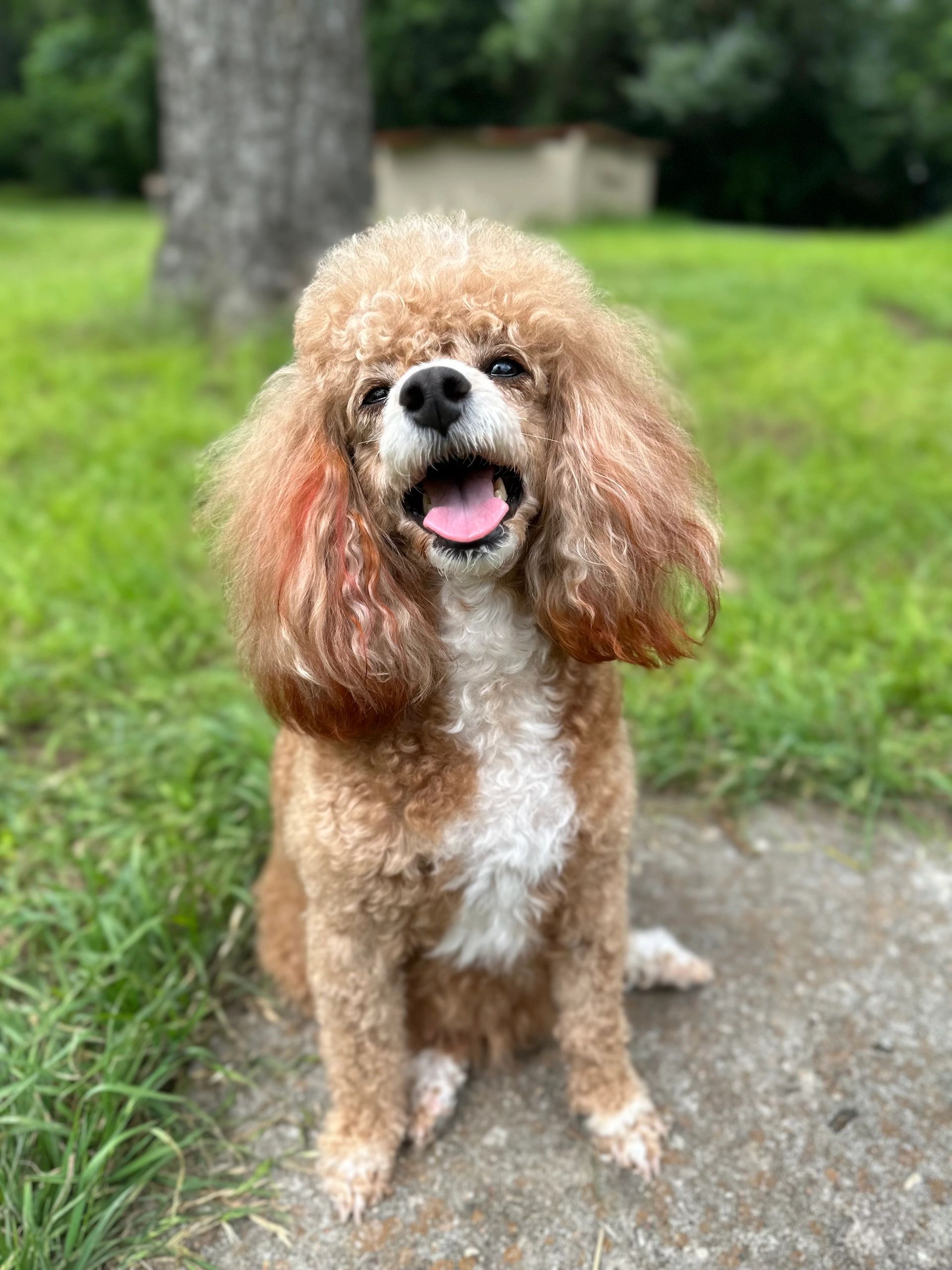 Poodle History | Honeypawpoodles