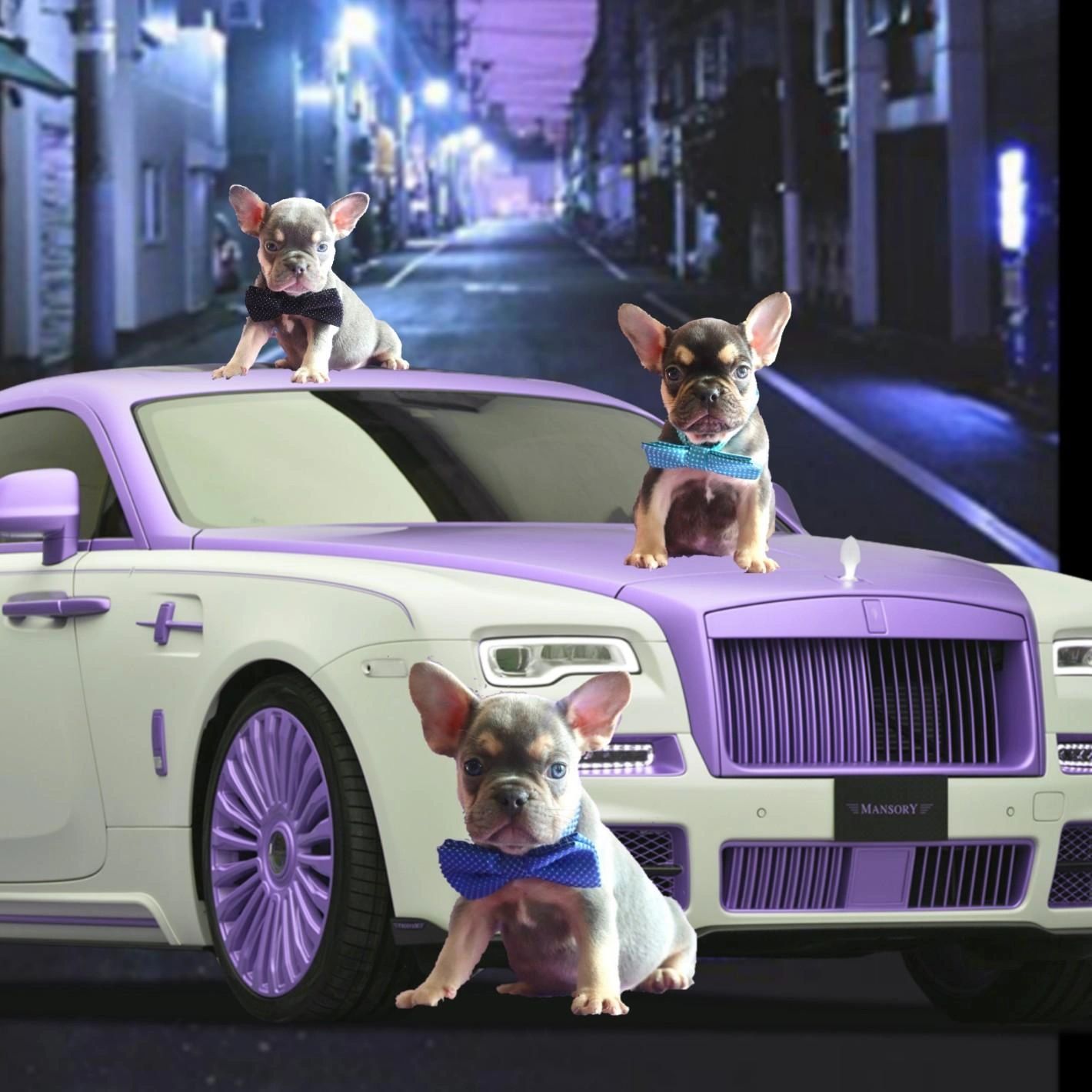 Presidential Frenchies - Frenchie Puppies, Frenchies