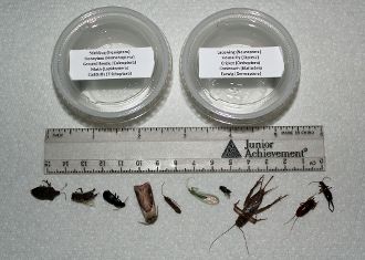 Dead Insect Collection 15 Specimens