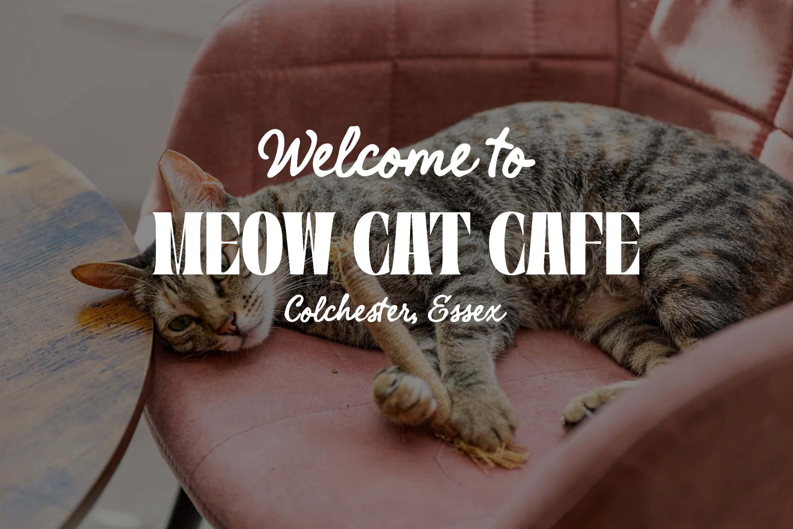 Meow Cat Cafe - Coffee & Cats in Colchester