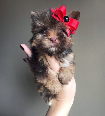 CHOCOLATE YORKIE GALLERY