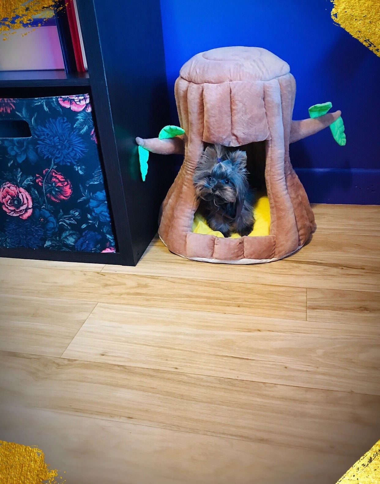 KB BLACK YORKIE GALLERY | Peace Puppies