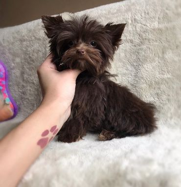 CHOCOLATE YORKIE GALLERY