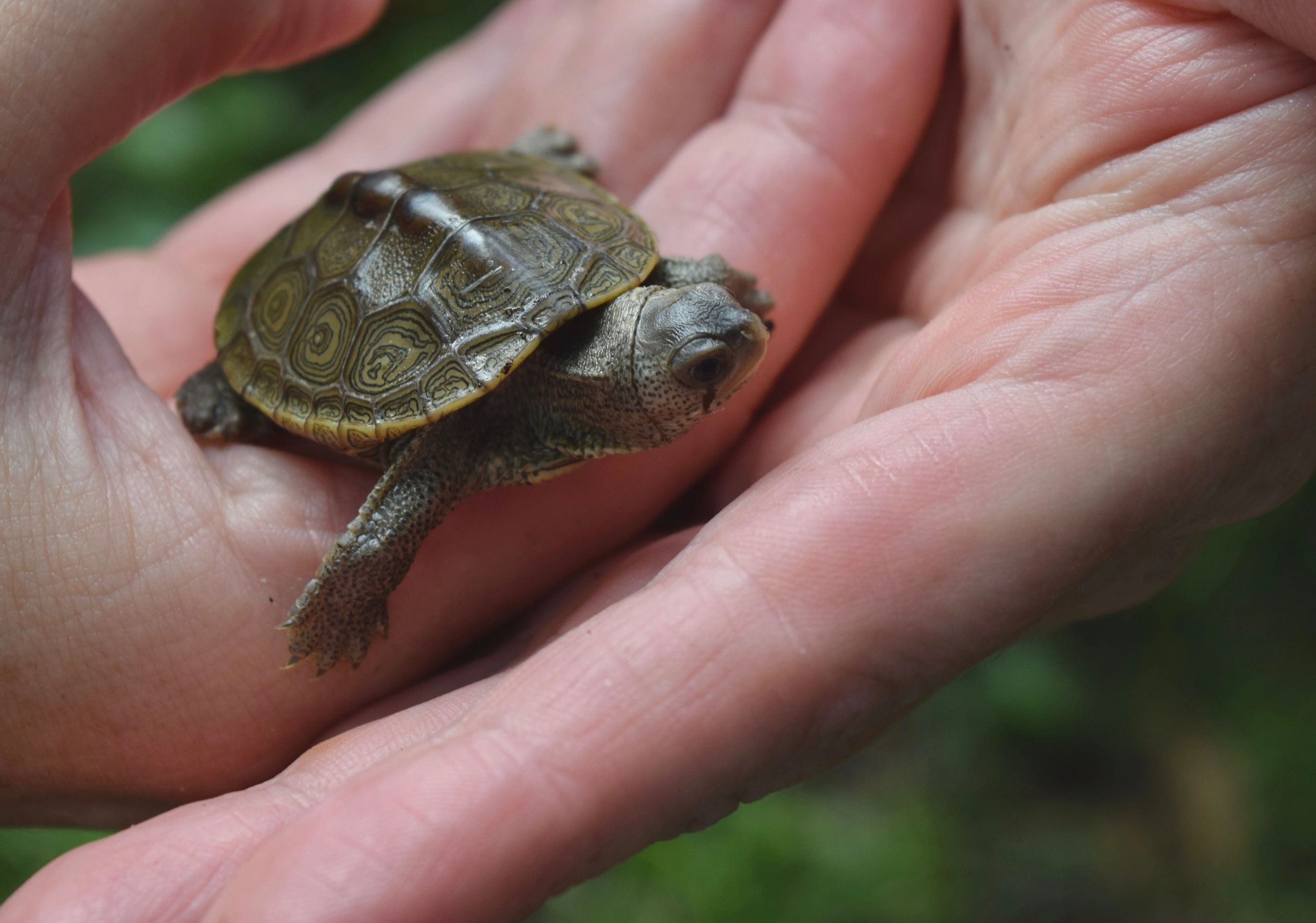 Skidaway Audubon News: Turtle Releases Begin in August