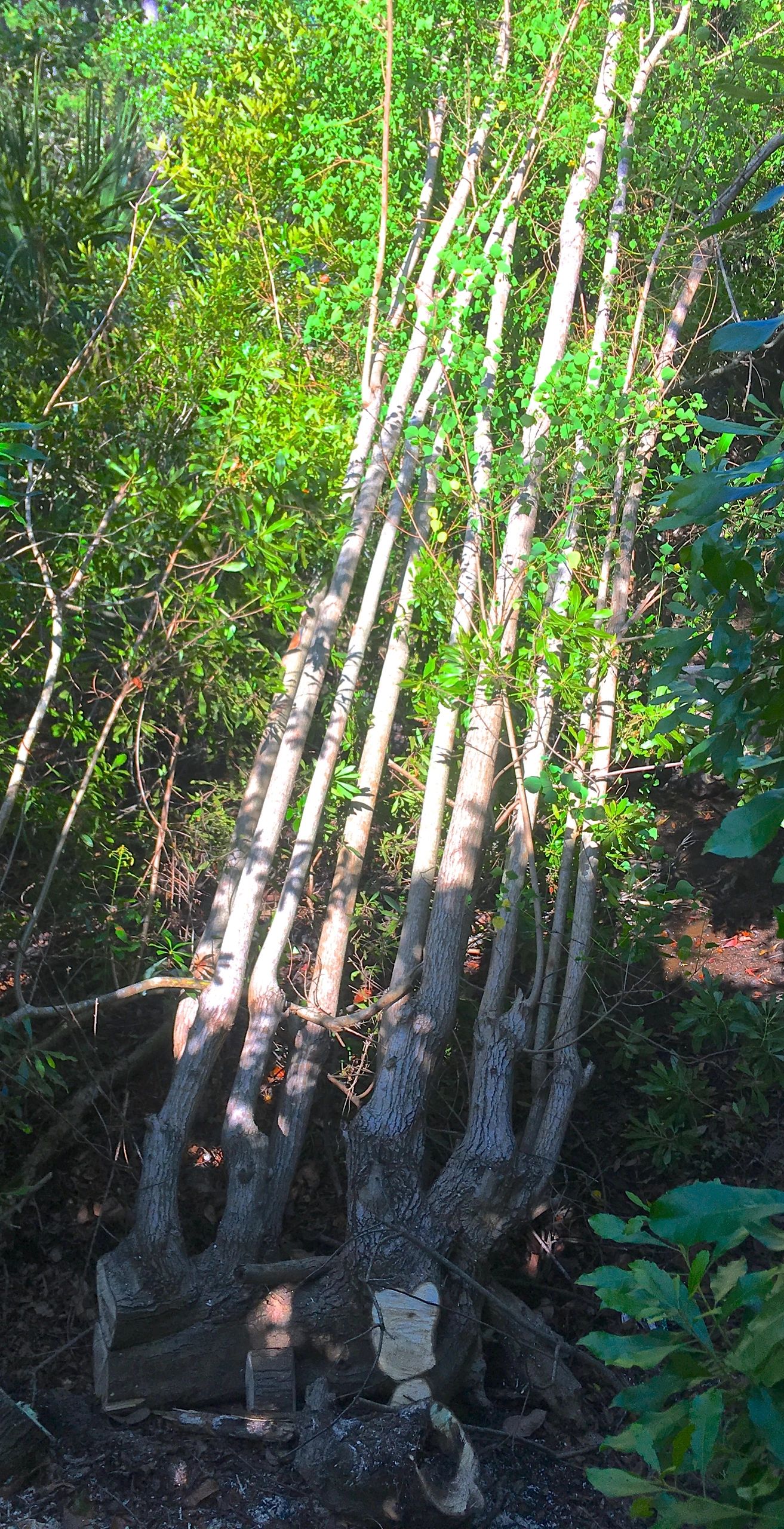 July 2019 Tallow Tree News