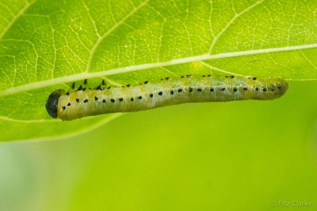 Tenthredinade-Common Sawflies (Pseudosiobla excavata) larvae!