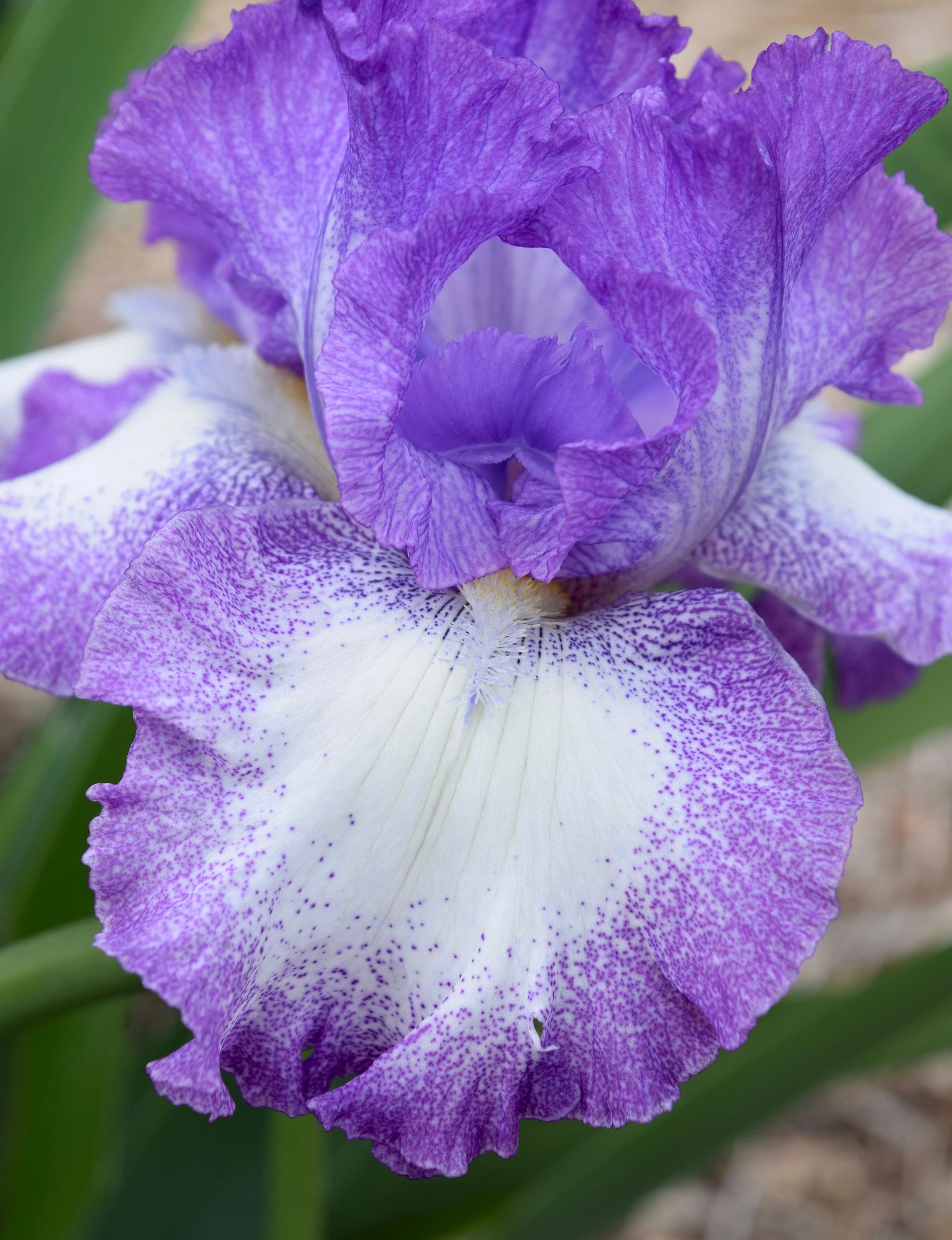 Audubon Welcomes Stan Gray