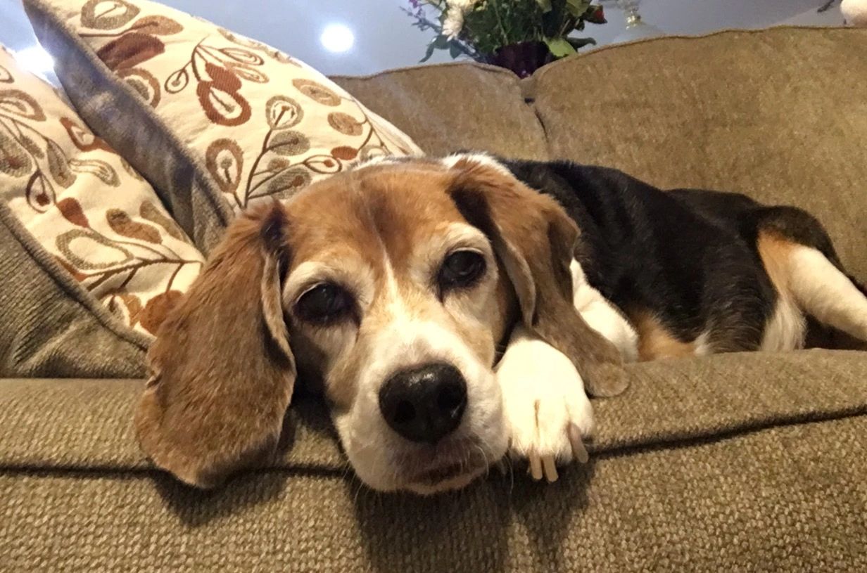 Beaglebutts