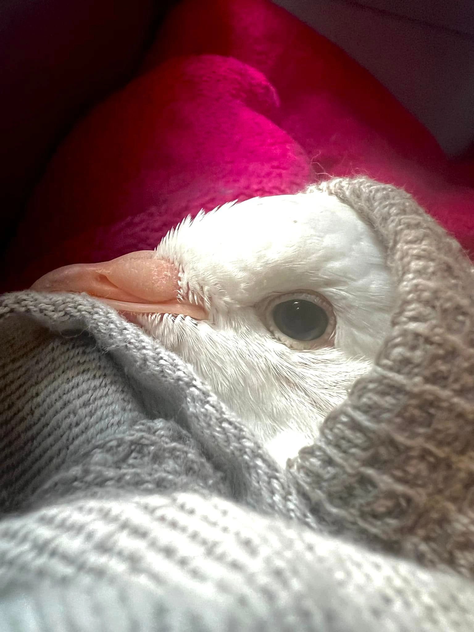 Pigeon Rescue Services | Cornerstone Farm and Rescue