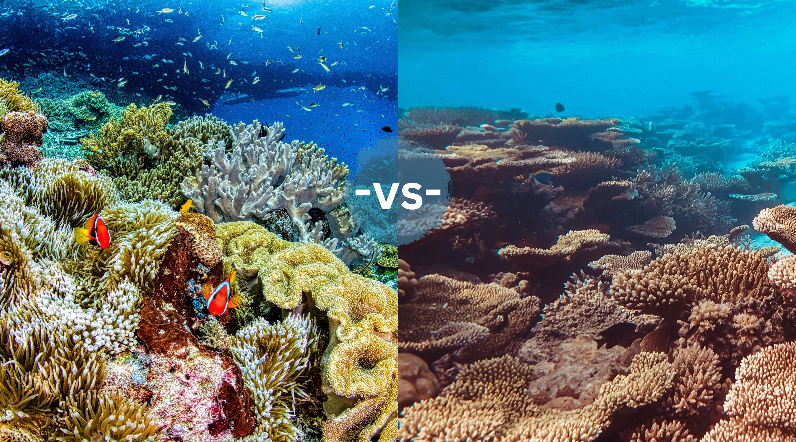 The Best Way to Clean Our Oceans is from Home