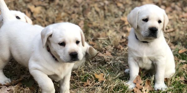 White Labrador Puppies | Taylor Ranch White Labradors