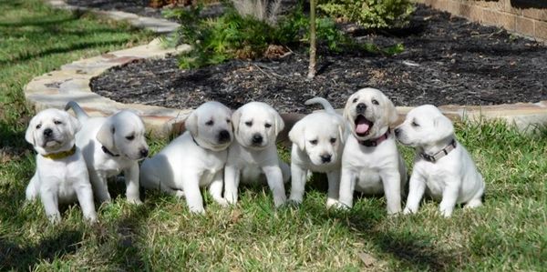 White Labrador Puppies